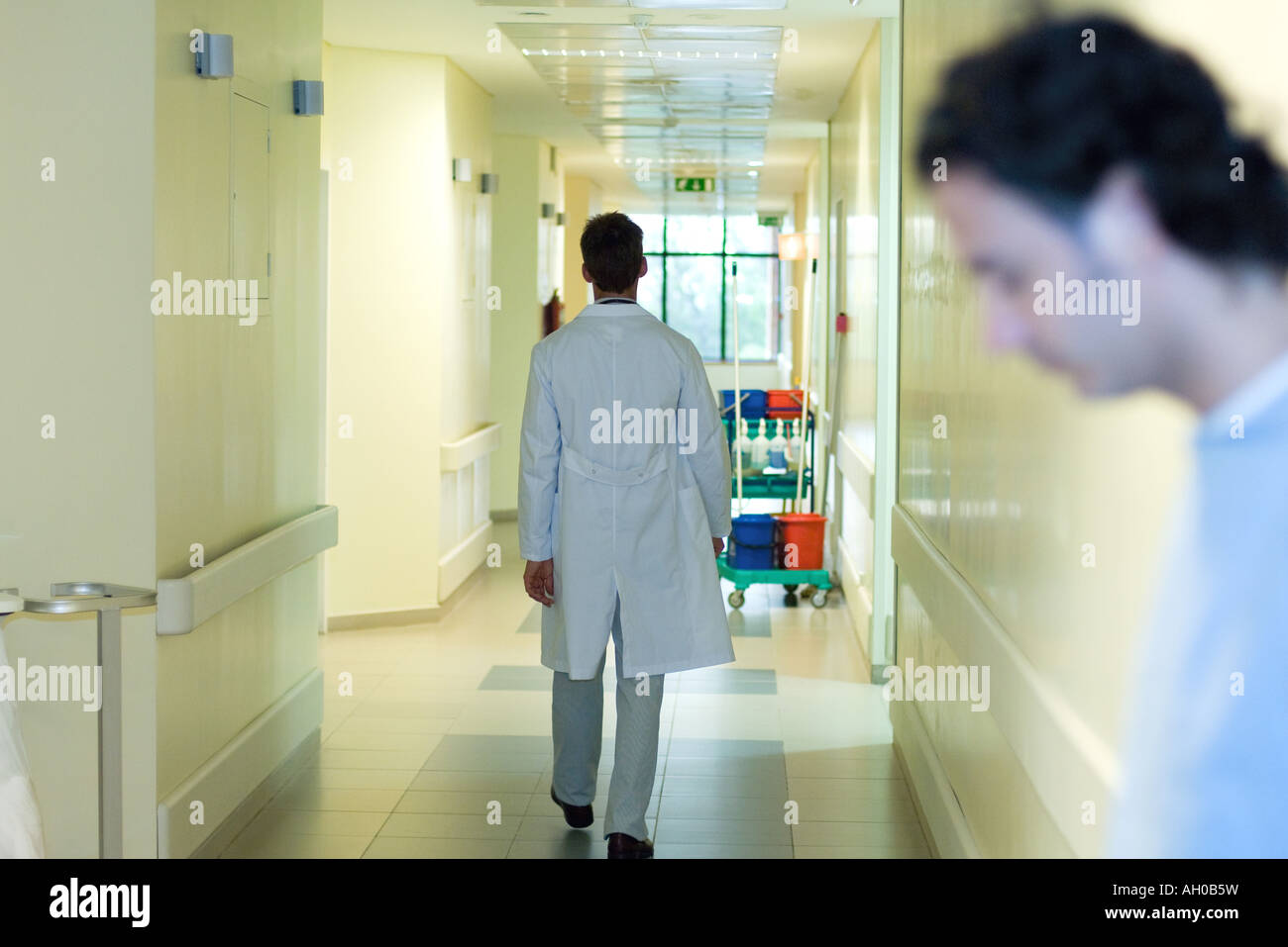 Male doctor walking in hospital corridor, full length, rear view, man ...