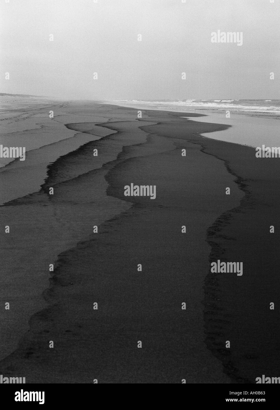 Shore tail Black and White Stock Photos & Images - Alamy