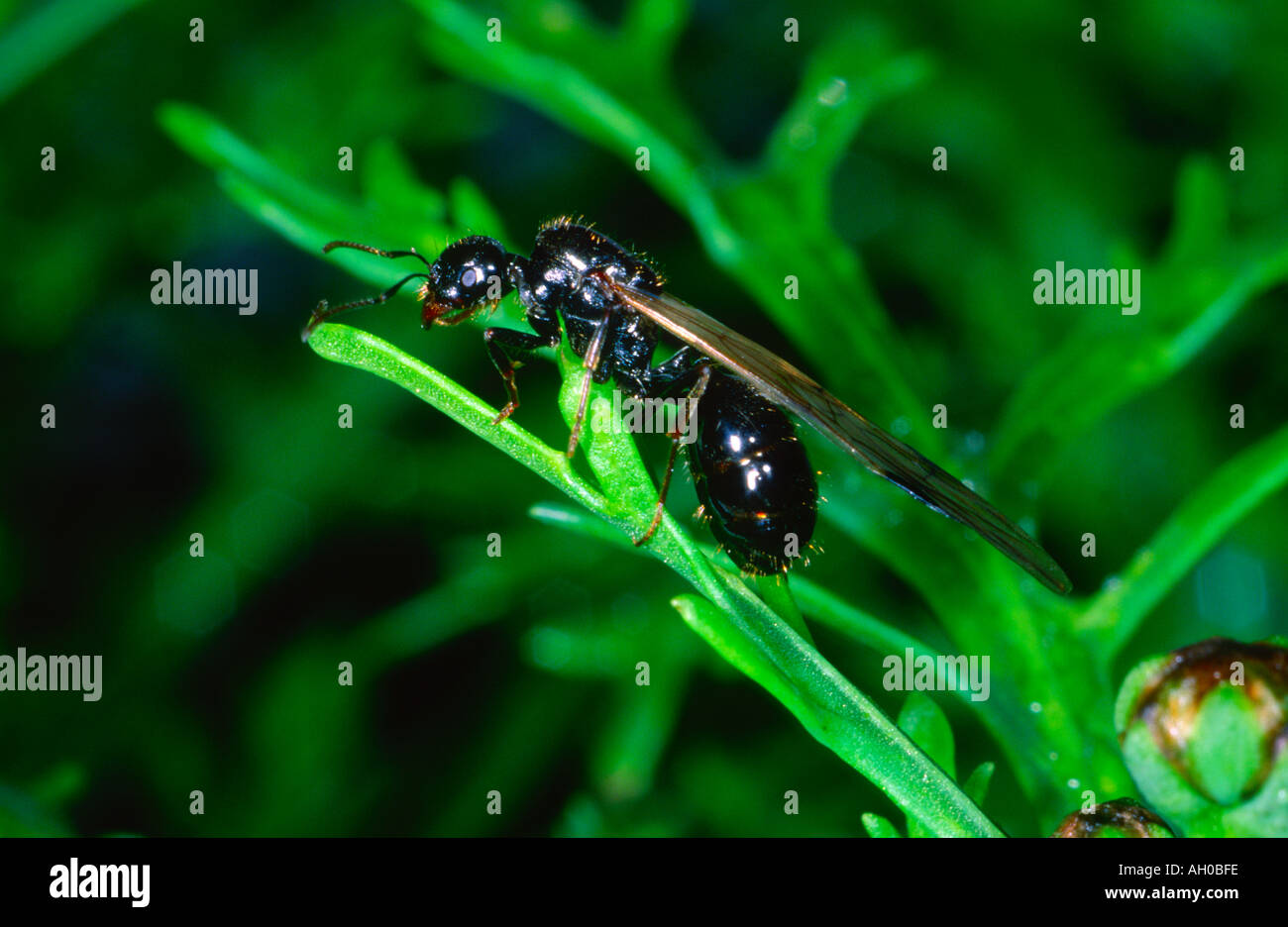 European Harvesting Ant, Messor barbarus. Winged queen on plant Stock ...