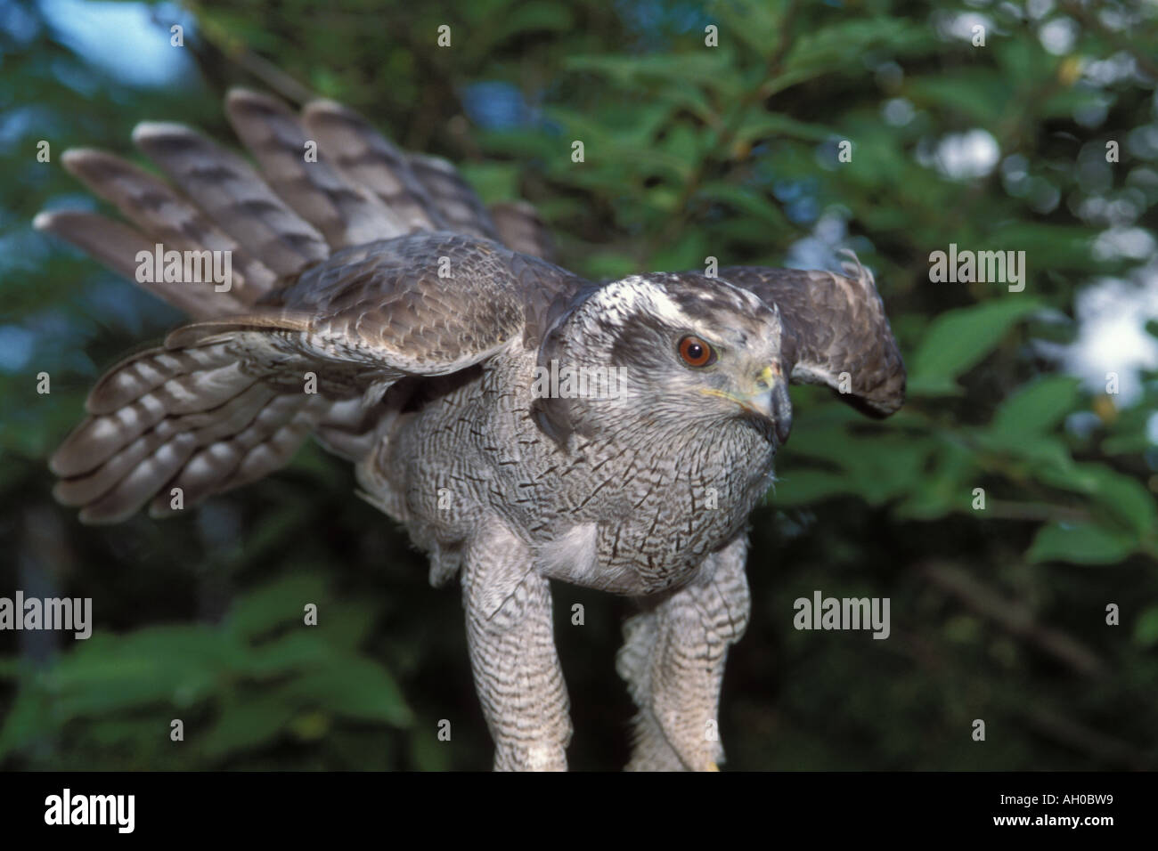 Northern goshawk america hi-res stock photography and images - Alamy