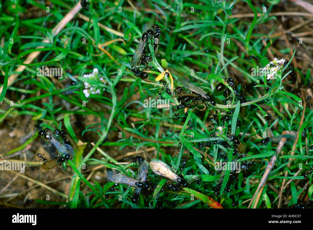 European Harvesting Ants, Messor barbarus. Nuptial swarm with winged ...