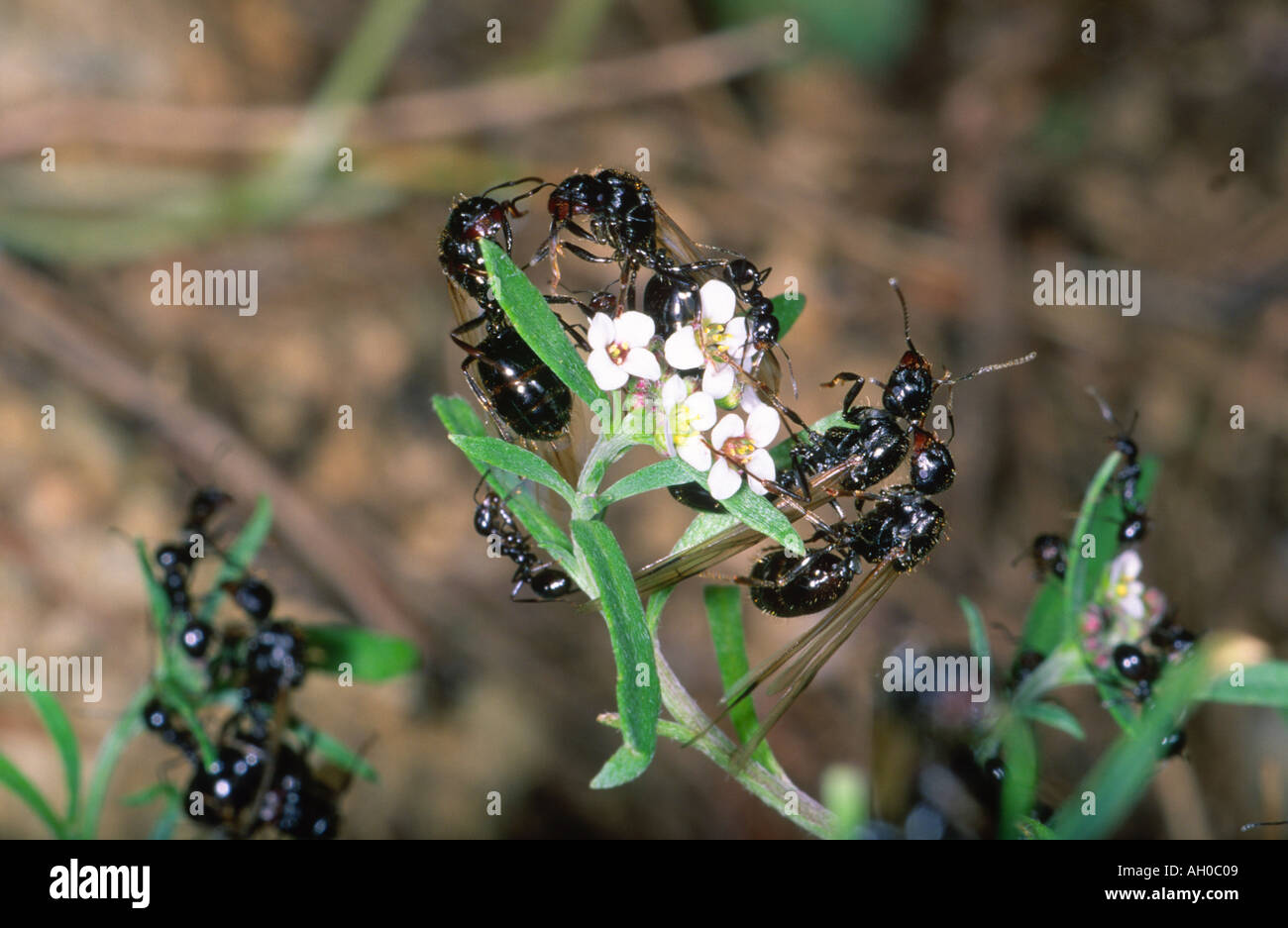 Messor barbarus winged queen hi-res stock photography and images - Alamy