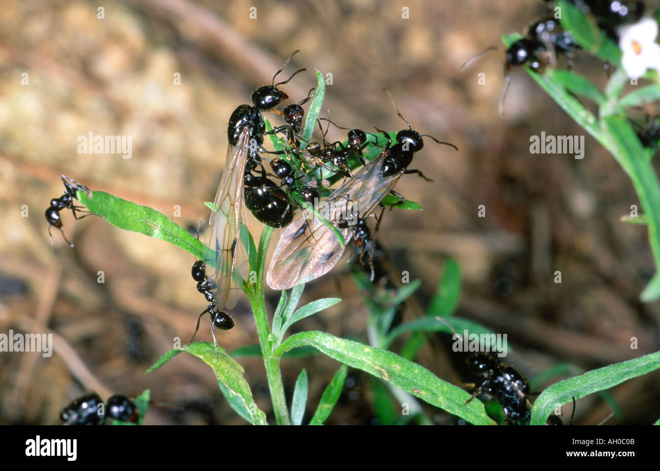 Messor barbarus winged queen hi-res stock photography and images - Alamy