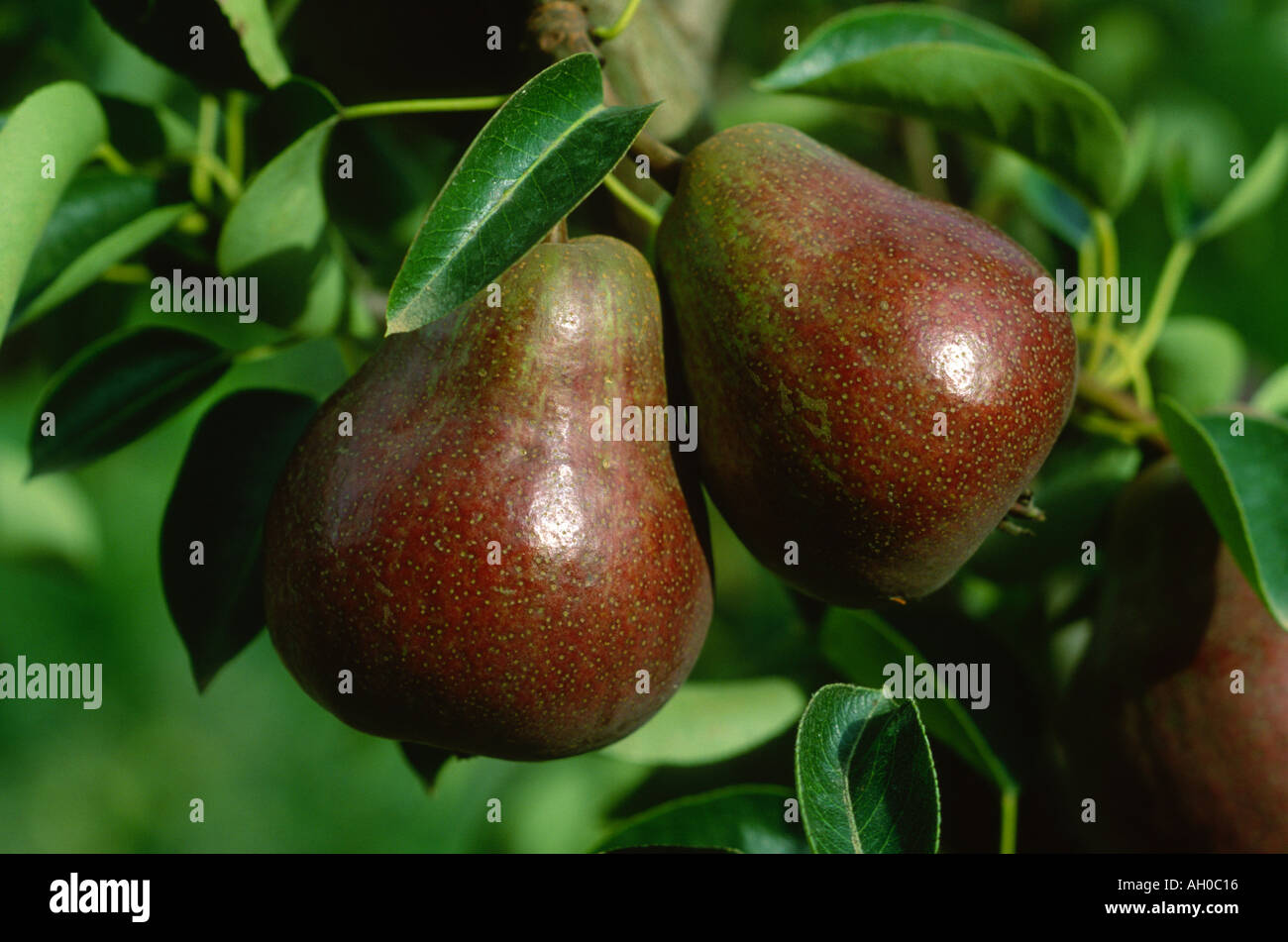 Two Pear fruits on Pear tree (Pyrus communis Stock Photo - Alamy