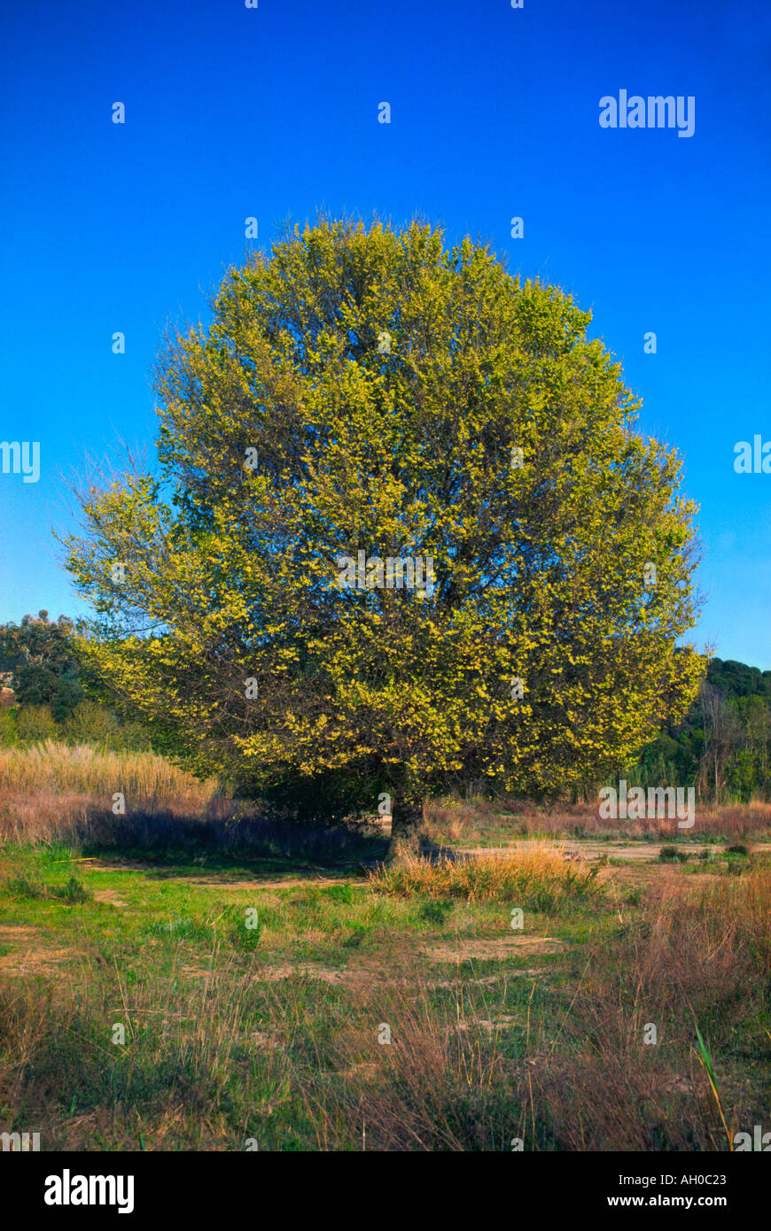 Smooth-leaf Elm (Ulmus minor, Ulmus campestris, Ulmus carpinifolia ...