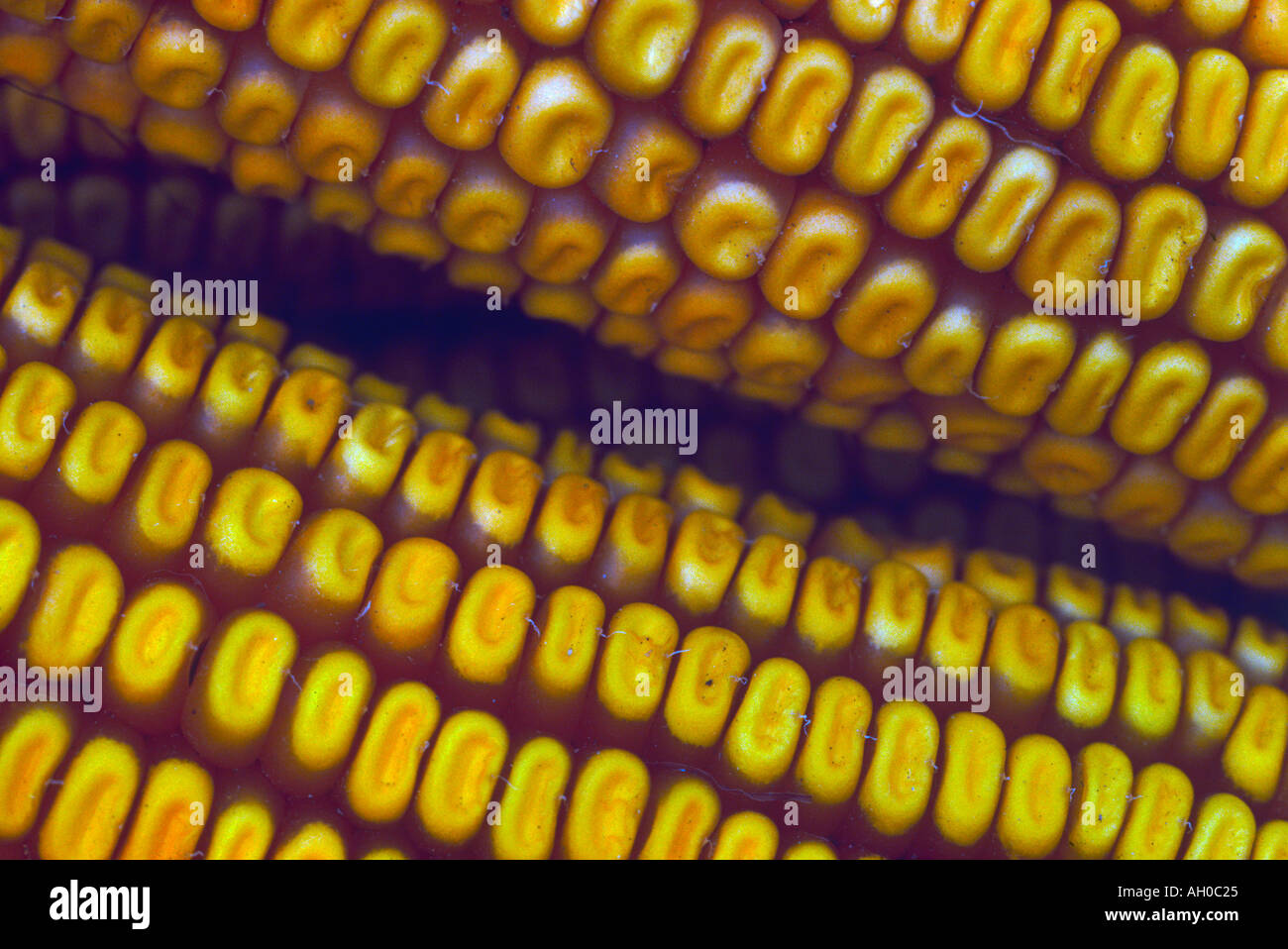 Maize. Spikes detail Stock Photo - Alamy
