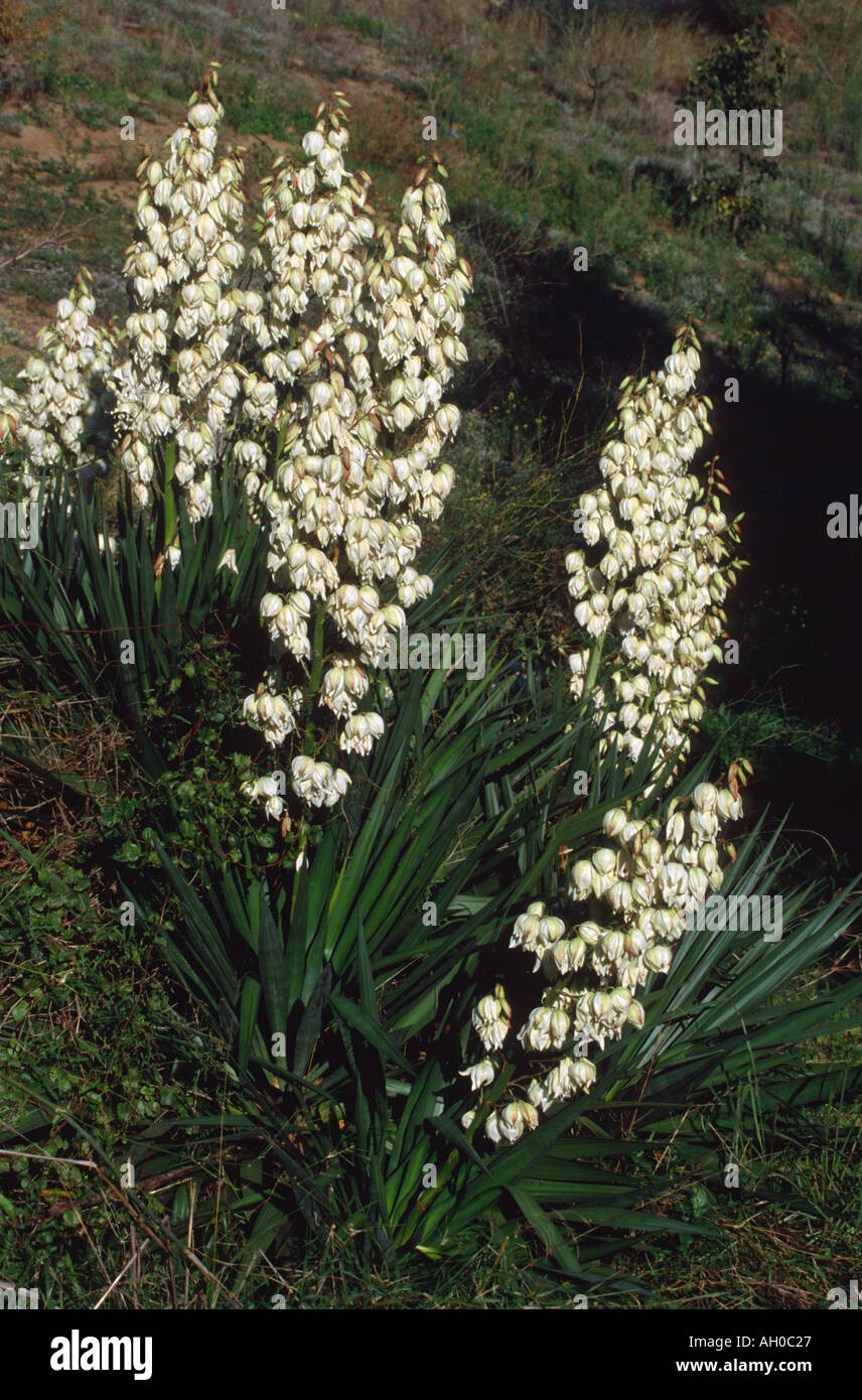 Yucca sp hi-res stock photography and images - Alamy