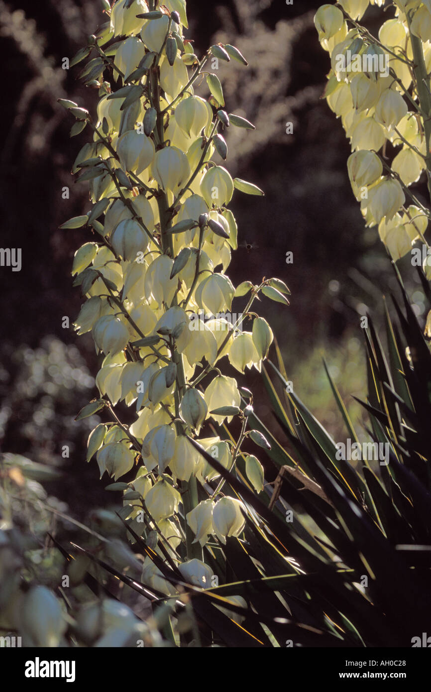 Yucca sp hi-res stock photography and images - Alamy