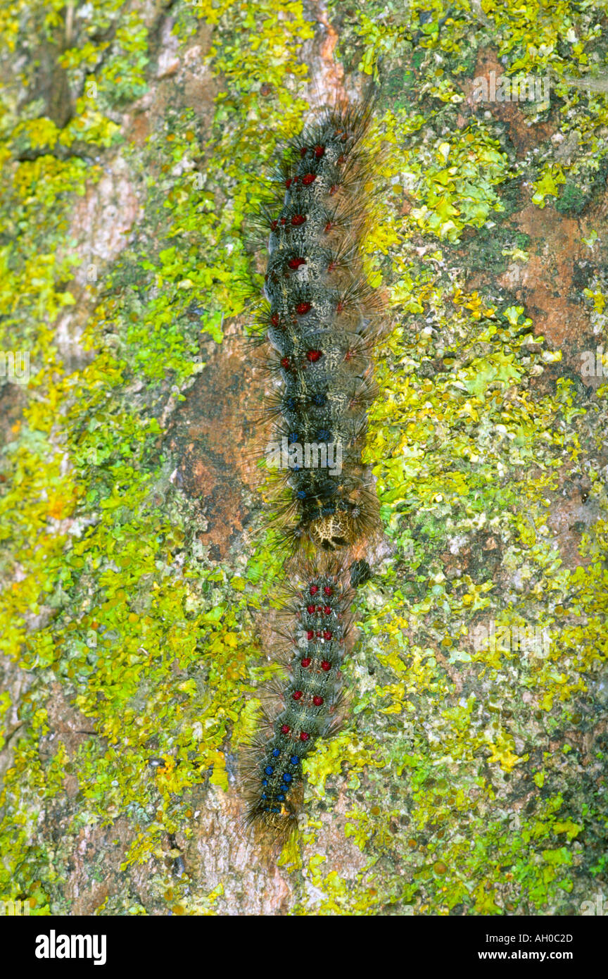 Gypsy Moth Larvae High Resolution Stock Photography and Images - Alamy