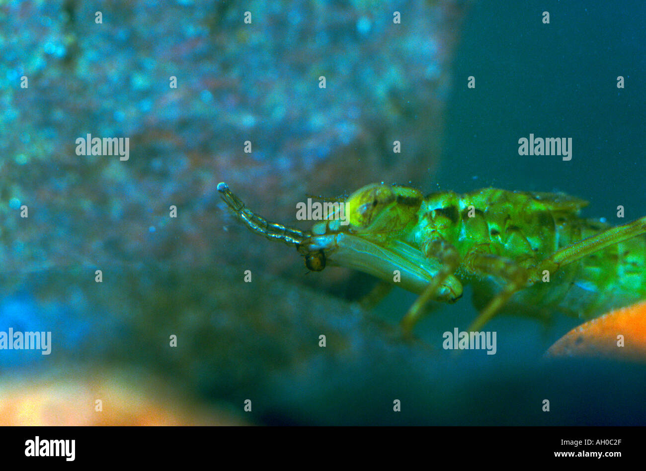 Emperor Dragonfly, Anax imperator. Nymph eating a mosquito larva Stock ...