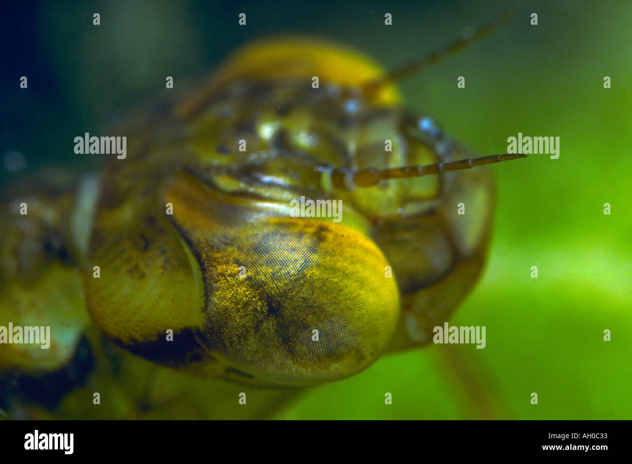 Emperor Dragonfly, Anax imperator. Nymph´s eye close-up Stock Photo - Alamy