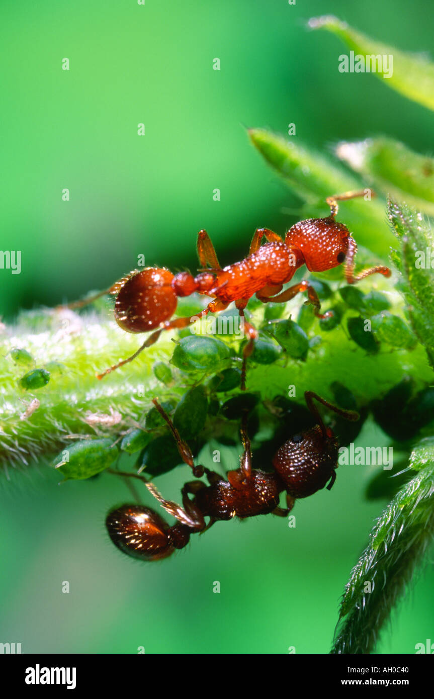 European Fire Ants, Myrmica rubra. Milking aphids colony on stem Stock ...