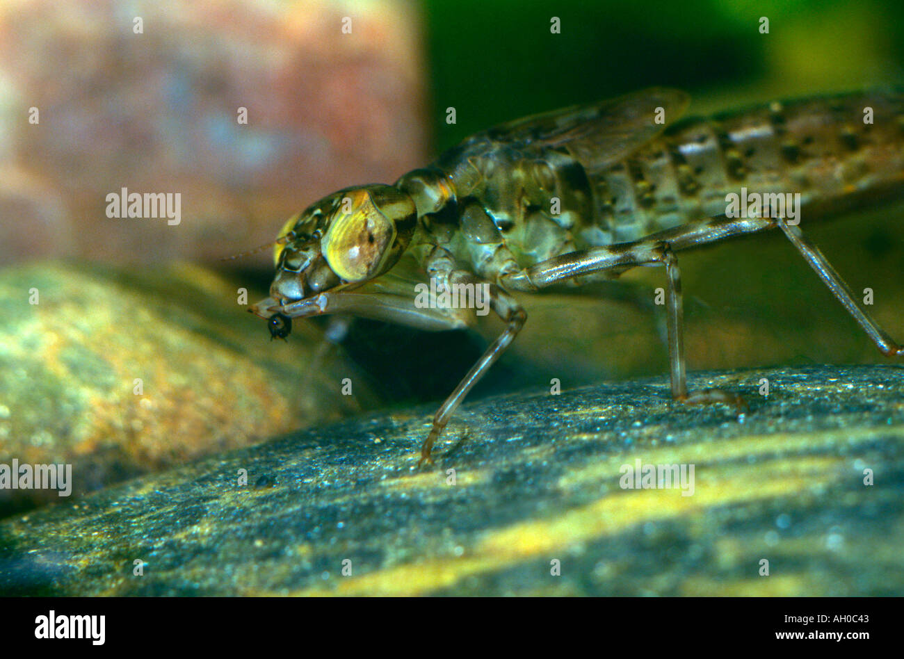 Emperor Dragonfly, Anax imperator. Nymph eating a mosquito larva Stock ...