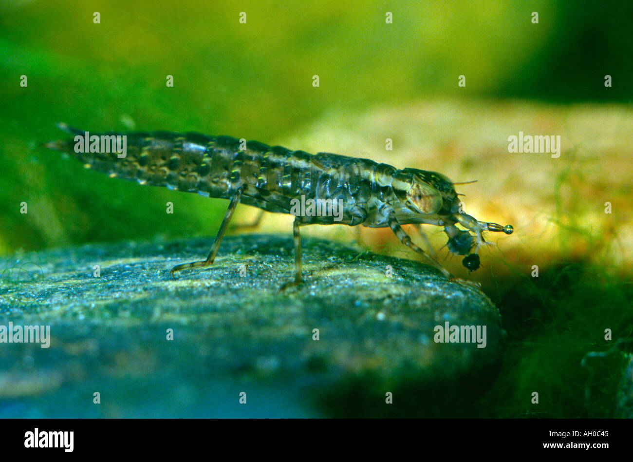 Dragonfly nymph underwater hi-res stock photography and images - Alamy