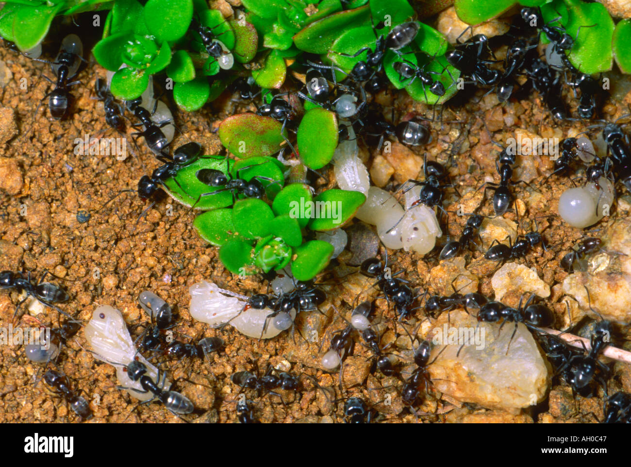 Garden Ants, Family Formicidae. Carrying larvae and pupae Stock Photo ...