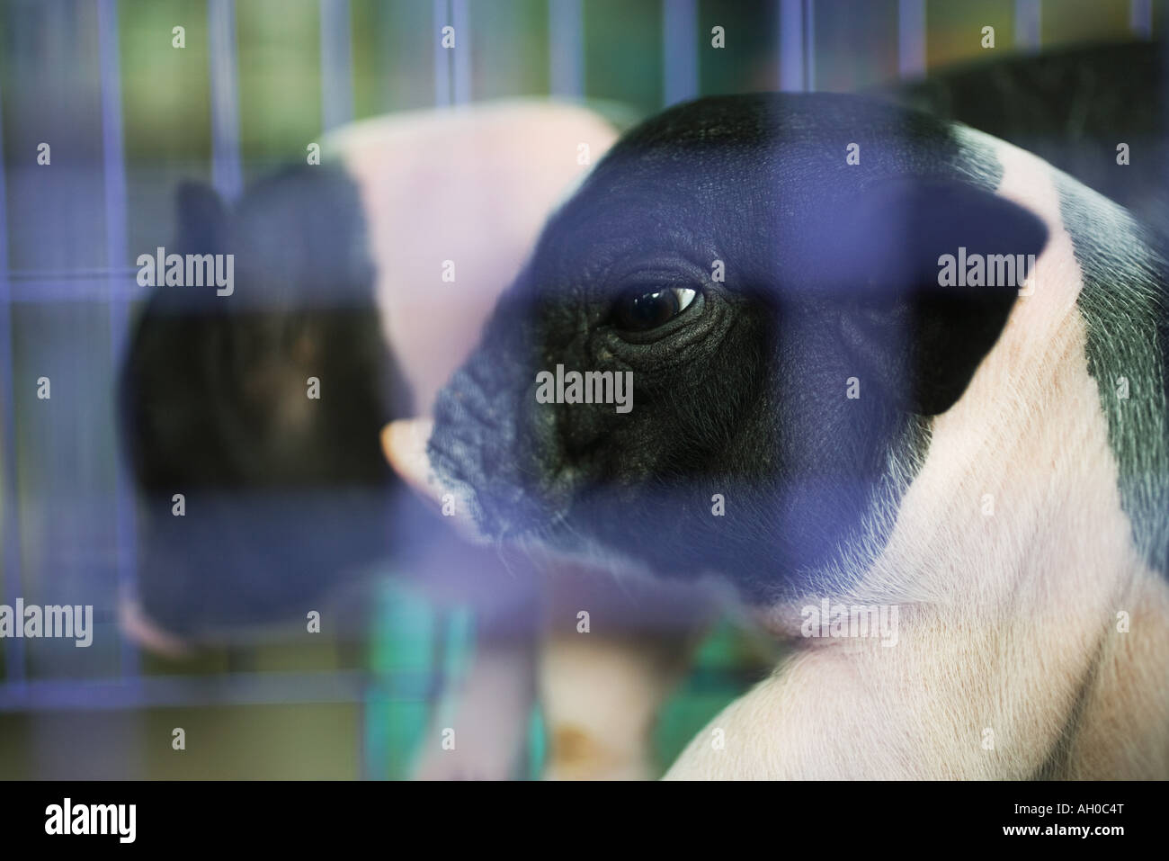 Pigs in cage Stock Photo - Alamy