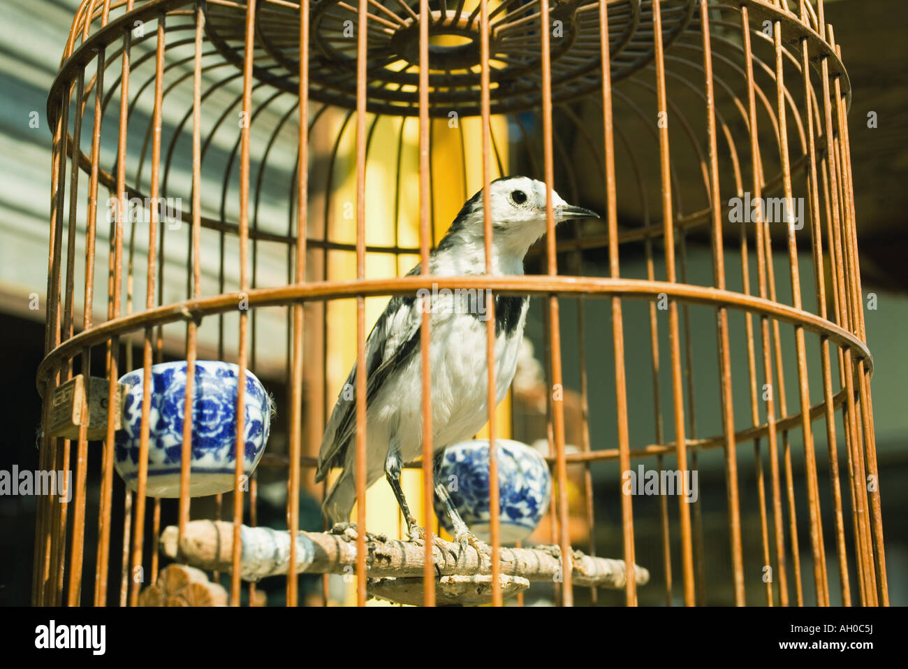 Bird in birdcage Stock Photo - Alamy