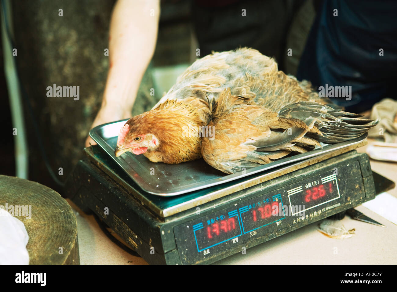 Weighing chicken hi-res stock photography and images - Alamy