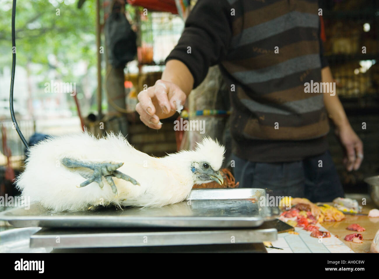 Poultry on scale in market Stock Photo - Alamy