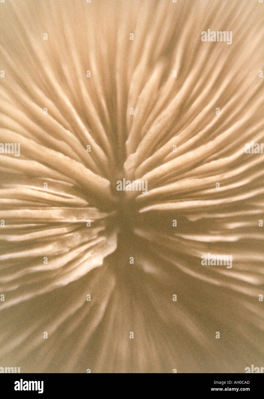 Coral anatomy hi-res stock photography and images - Alamy