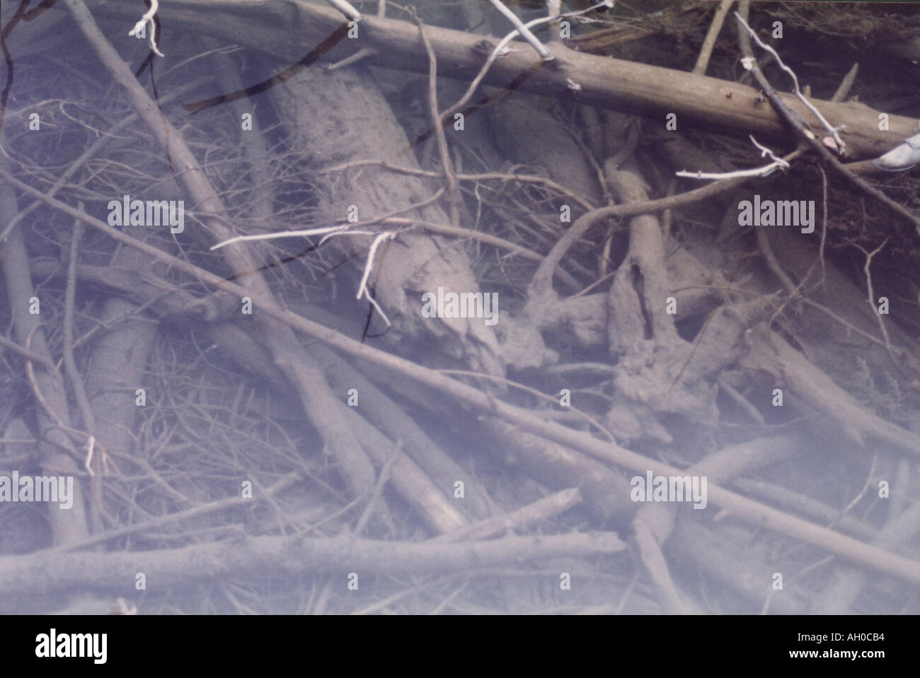 Sunken logs hi-res stock photography and images - Alamy