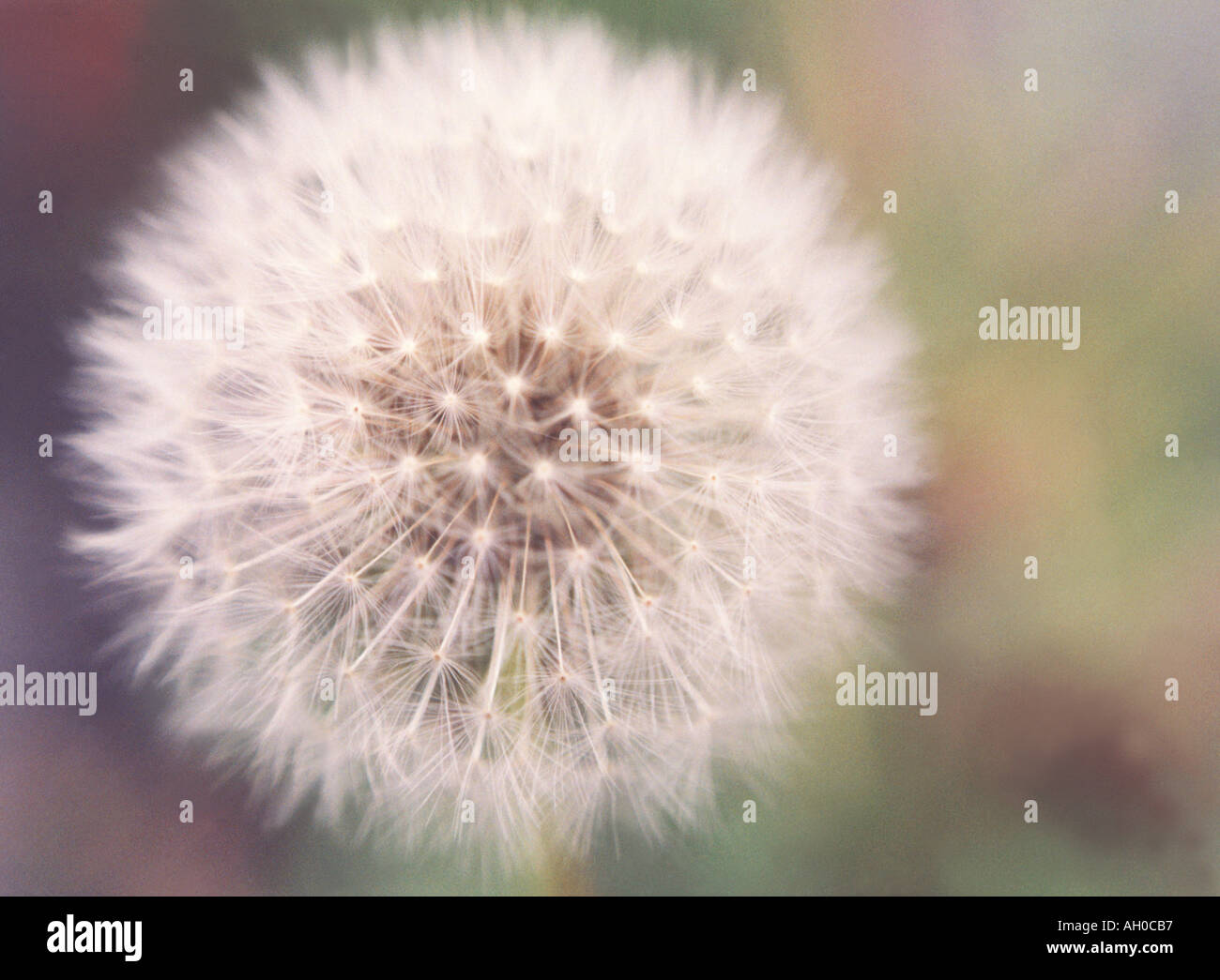 Dandelion closeup portrait Stock Photo - Alamy
