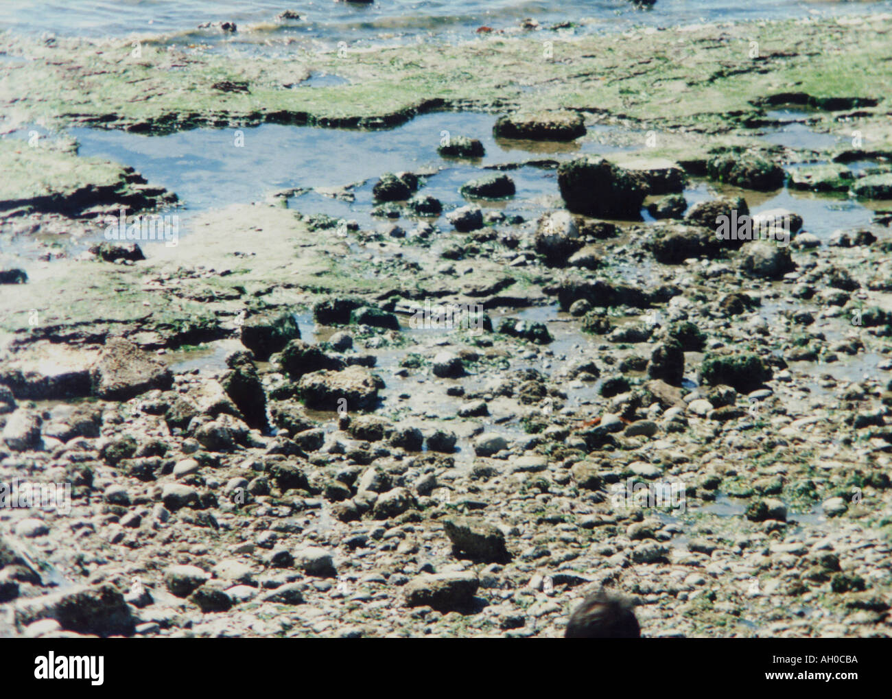 Tide flats on the Salish Sea Stock Photo - Alamy