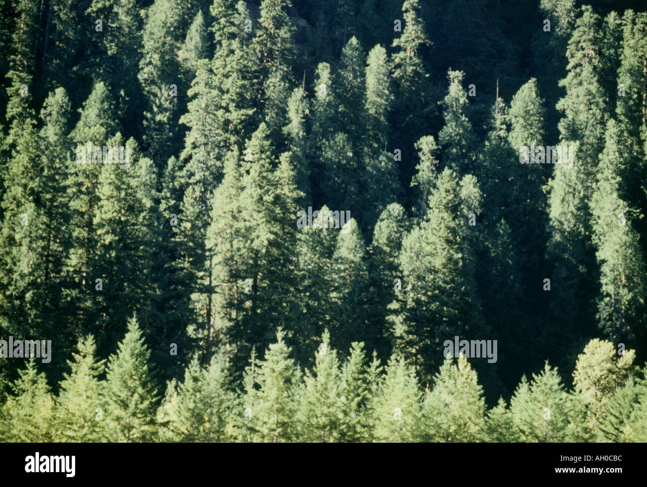 Forest background fir trees Stock Photo - Alamy