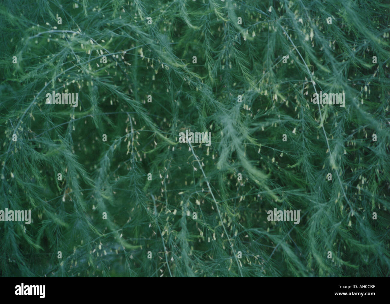 Asparagus growing garden seeds hi-res stock photography and images - Alamy