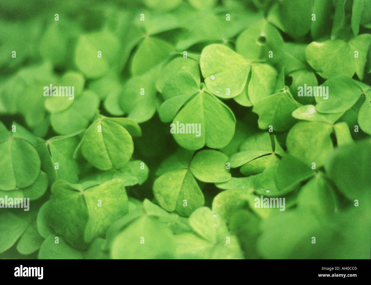 Clover leaves detail Stock Photo - Alamy