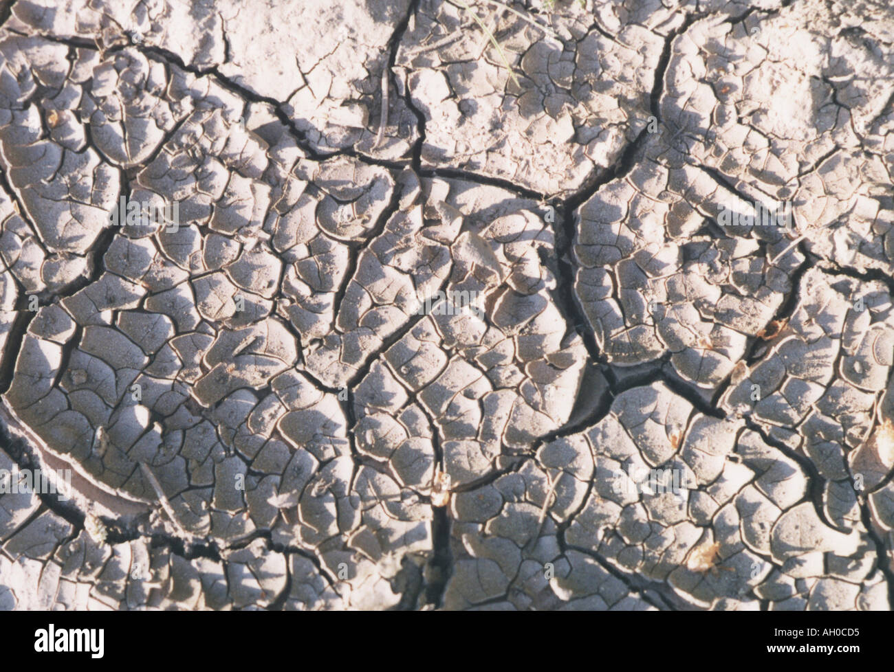 Dried mud, cracking in the summer sun and heat Stock Photo - Alamy