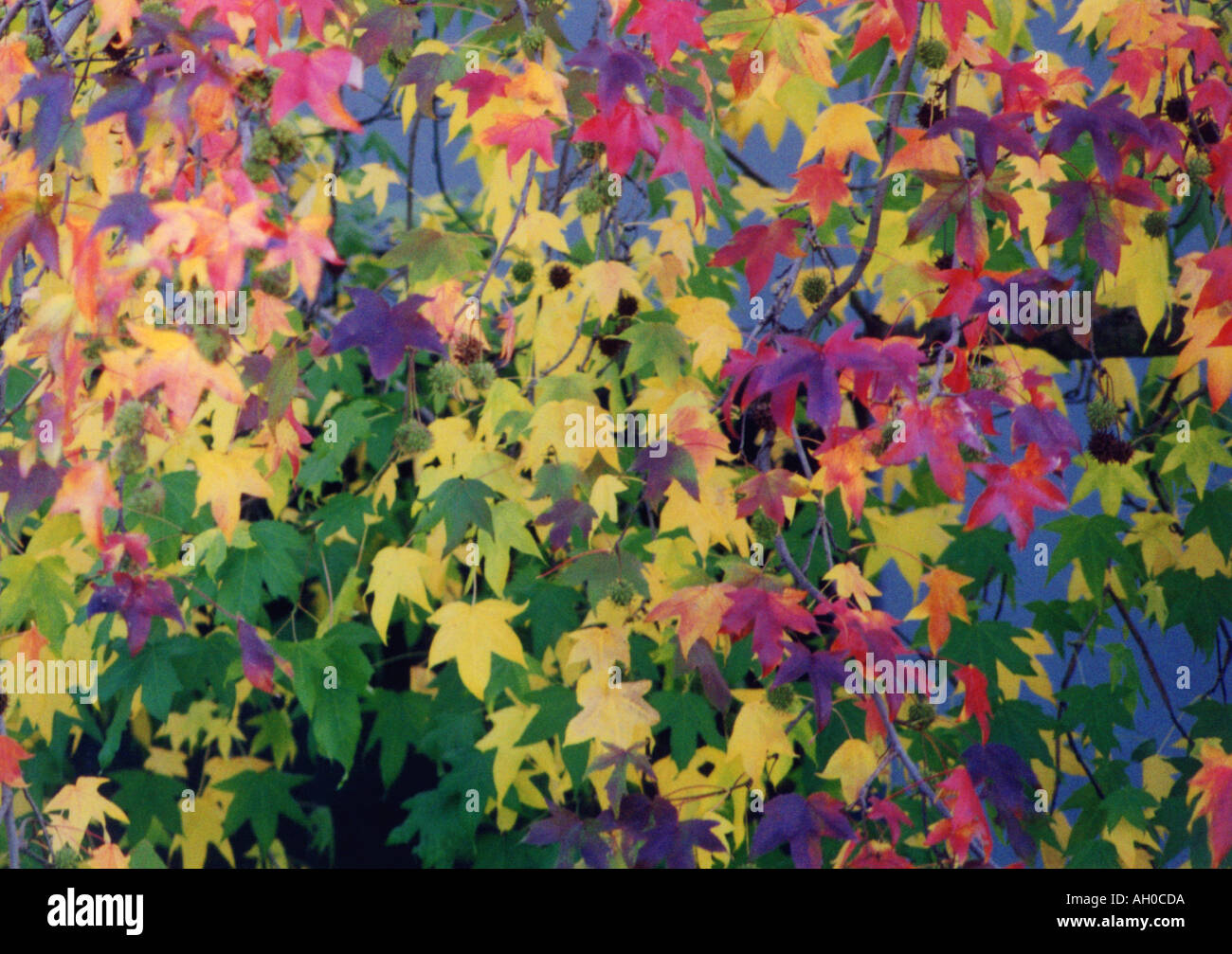 Spectrum of colorful autumn leaves on maple tree Stock Photo - Alamy