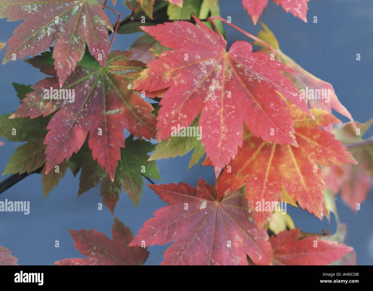 Autumn leaves on a vine maple tree Stock Photo - Alamy