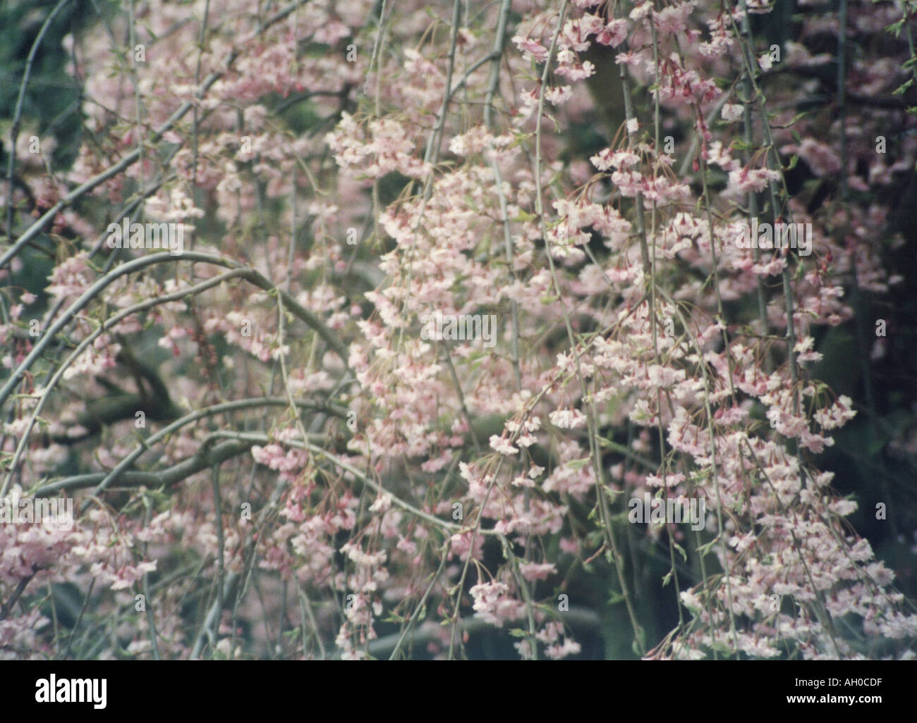 On a plum tree hi-res stock photography and images - Alamy