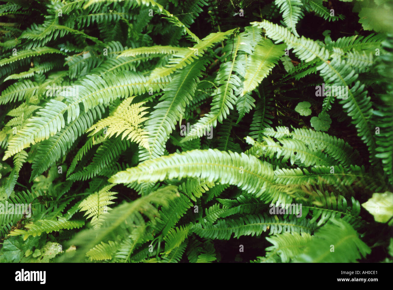 Ferns growing on forest floor hi-res stock photography and images - Alamy