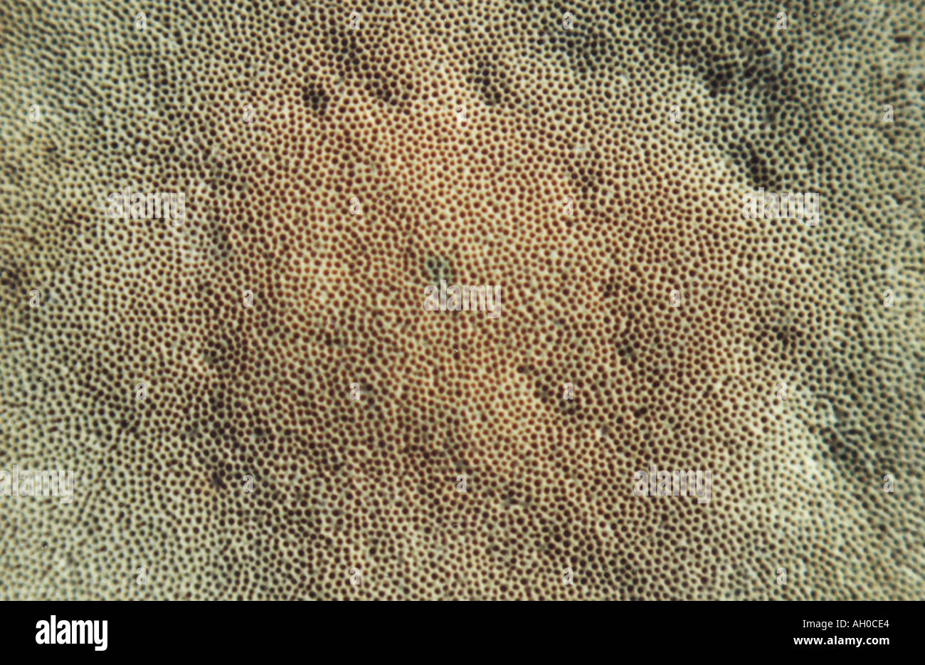 Shelf fungus texture Stock Photo - Alamy