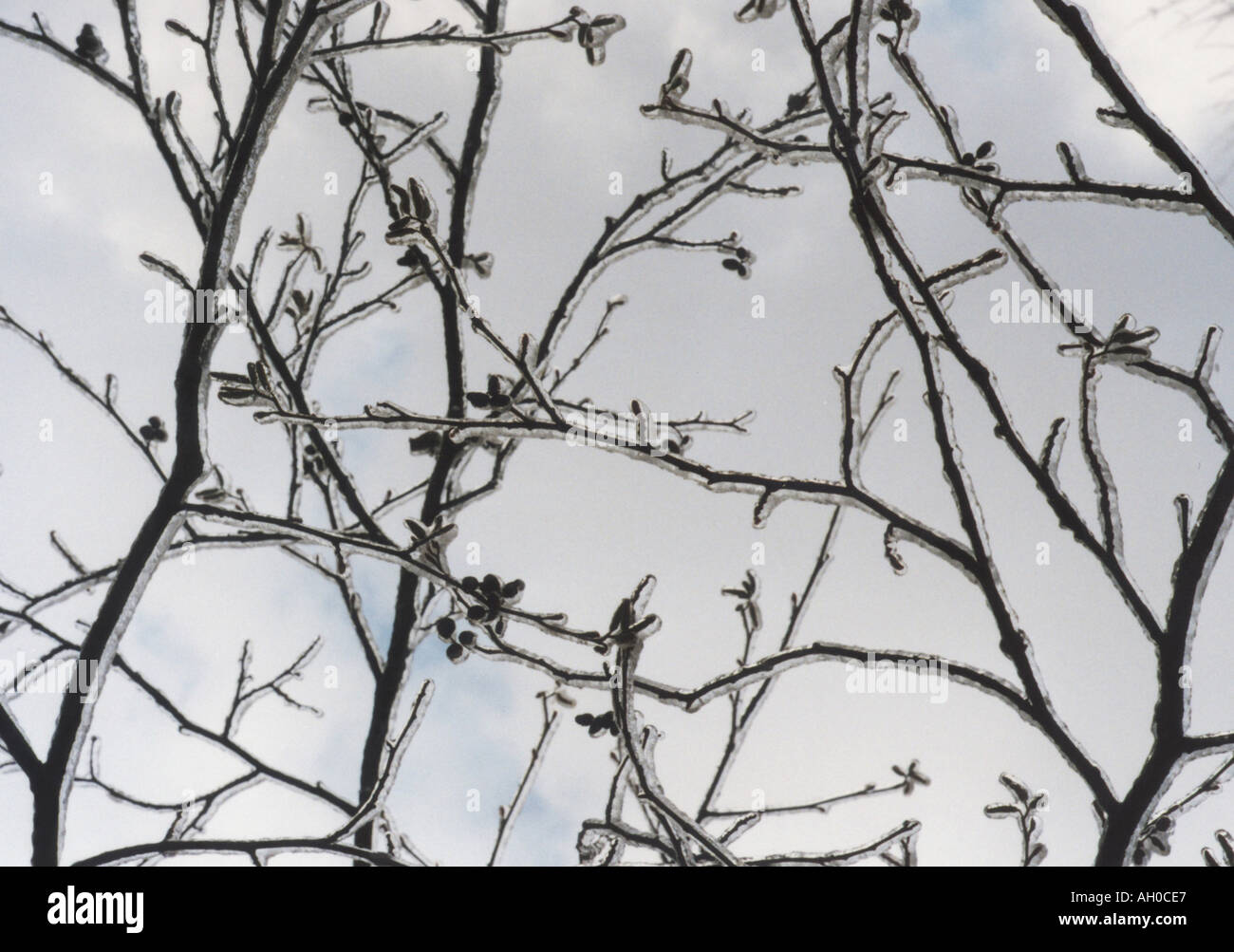 Ice coated branches hi-res stock photography and images - Alamy
