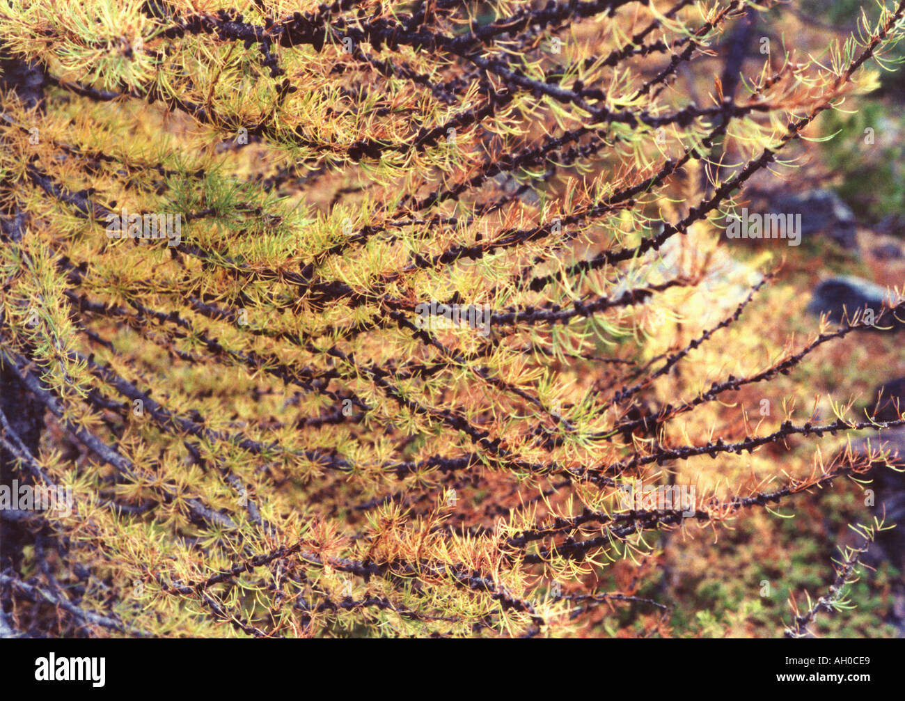Larch trees needles in hi-res stock photography and images - Alamy