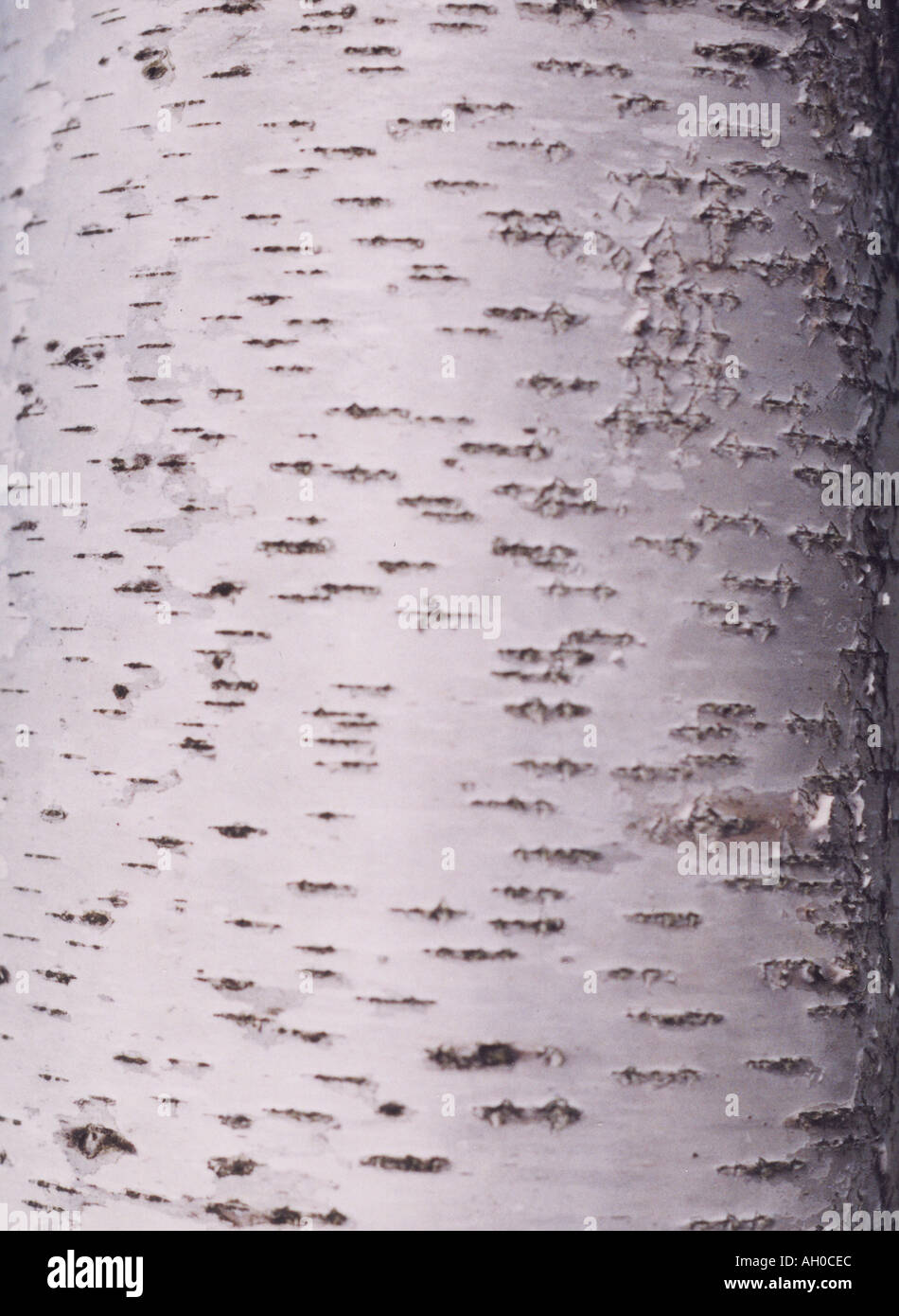 Smooth tree bark hi-res stock photography and images - Alamy