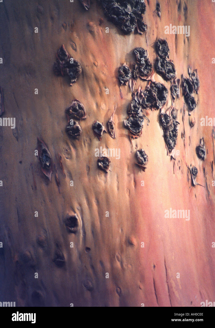 Madrona tree bark in the Pacific Northwest US Stock Photo - Alamy