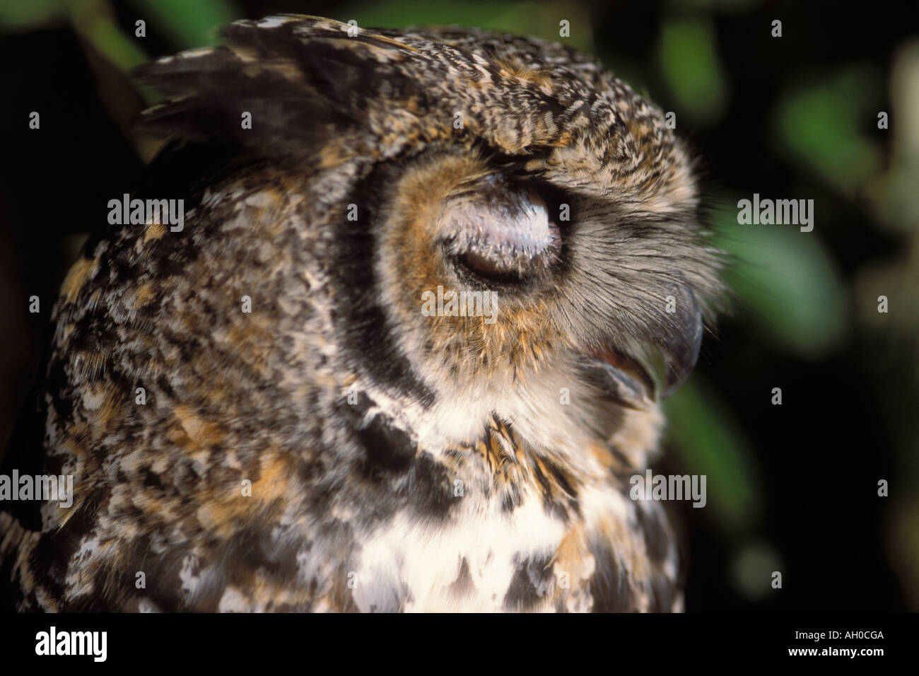 Blinking owl hi-res stock photography and images - Alamy