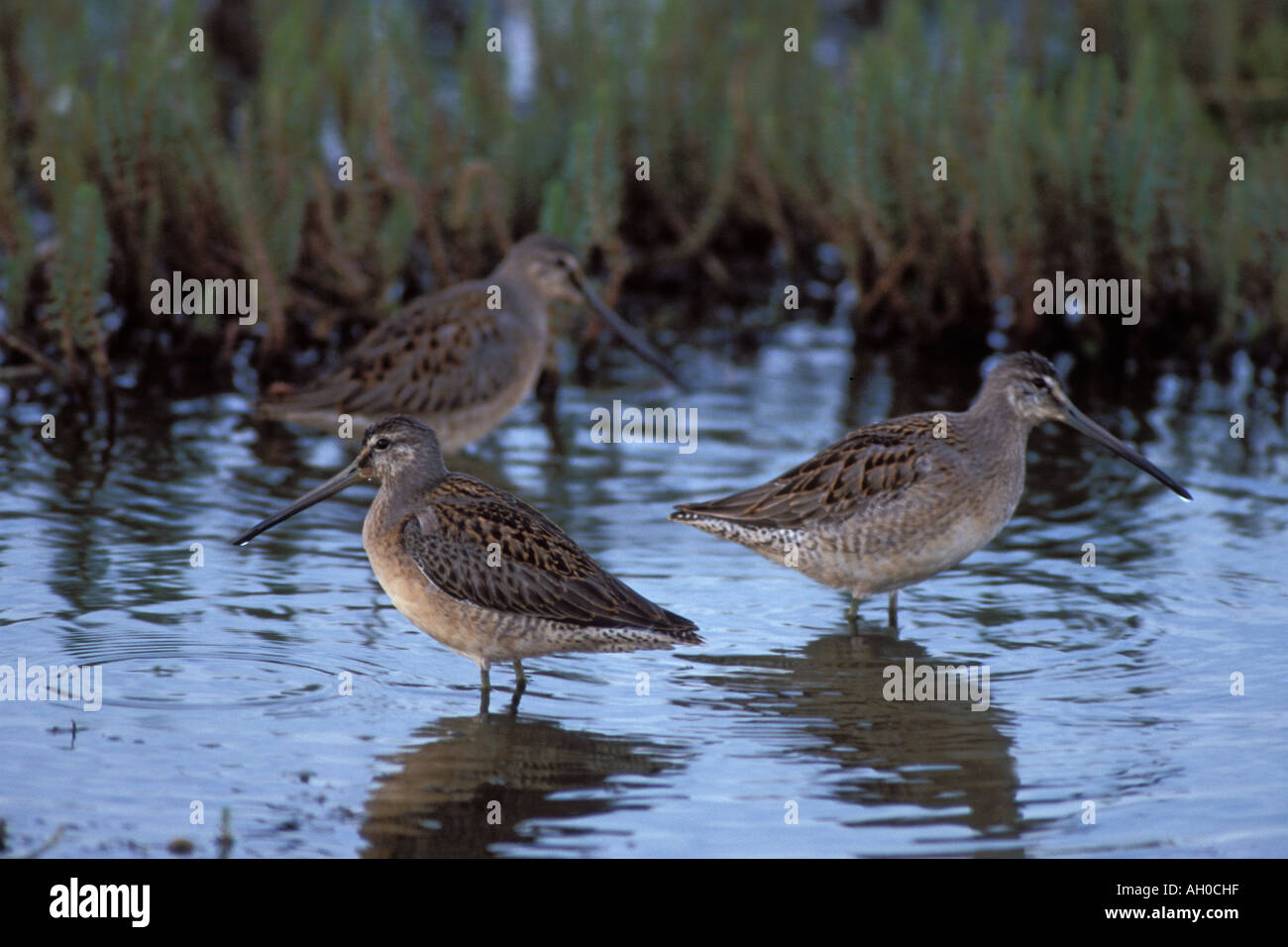 bar tailed godwit Limosa lapponica on the eastern central Arctic ...