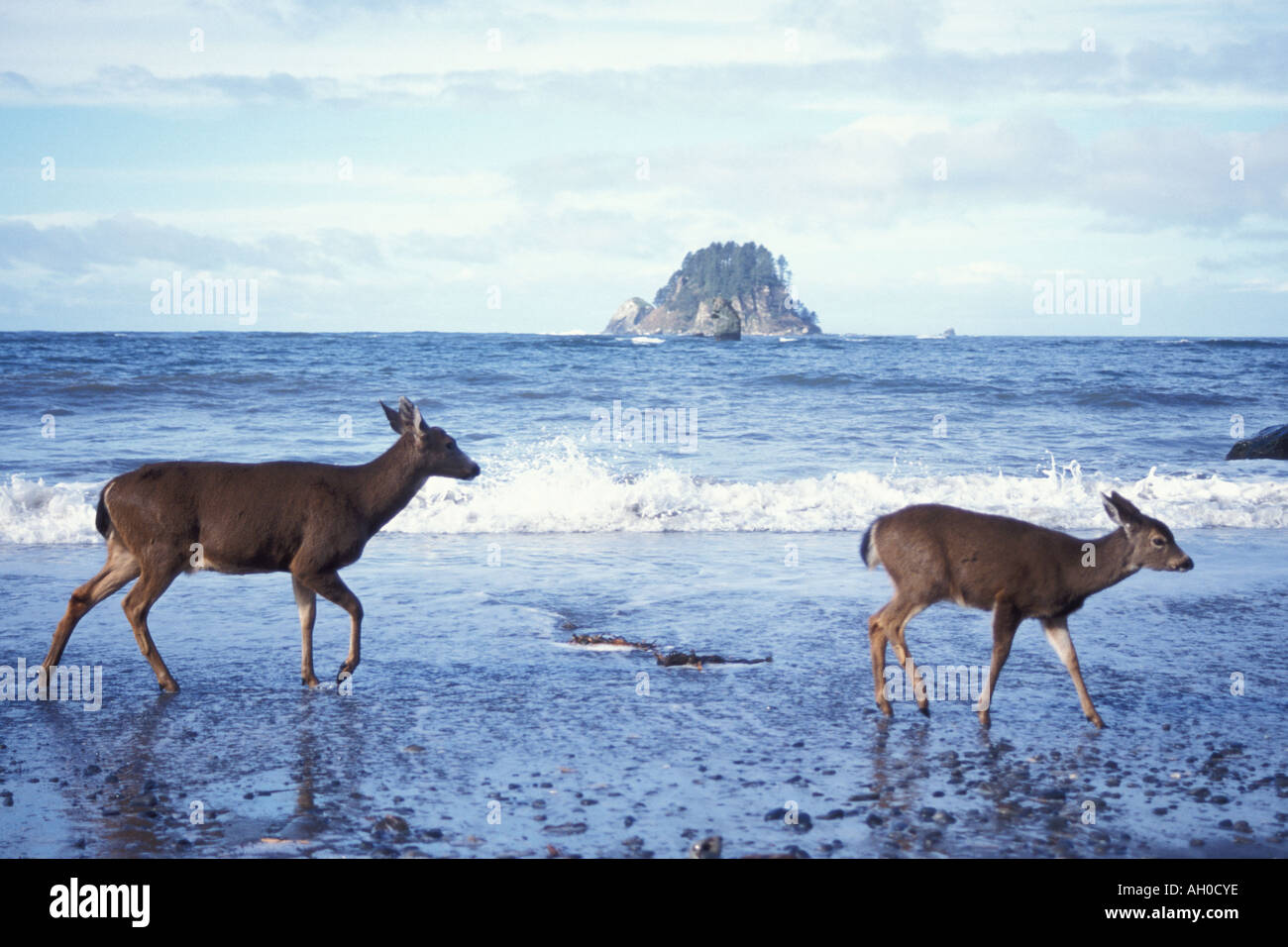 Mule deer yearling hi-res stock photography and images - Alamy