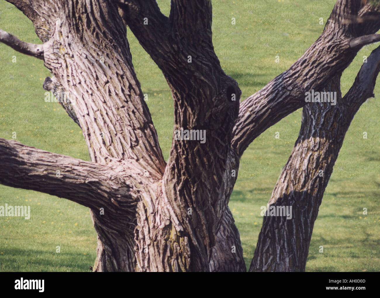 Tree trunk with branches in a park Stock Photo - Alamy