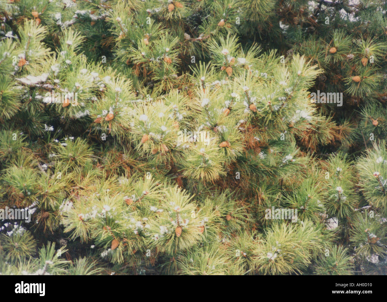 pine tree boughs with cones Stock Photo - Alamy