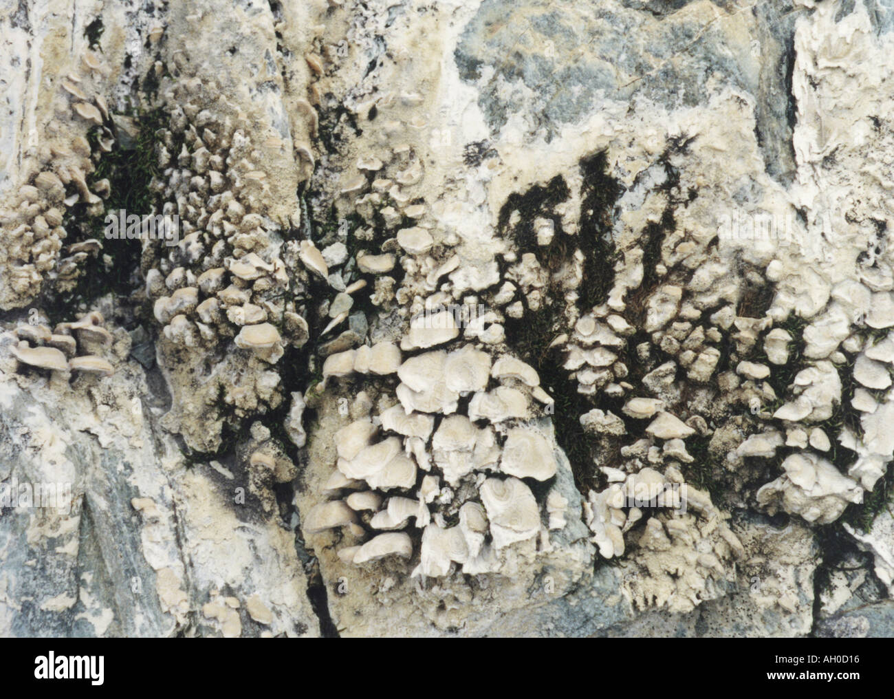 Crystalline growth patterns hi-res stock photography and images - Alamy