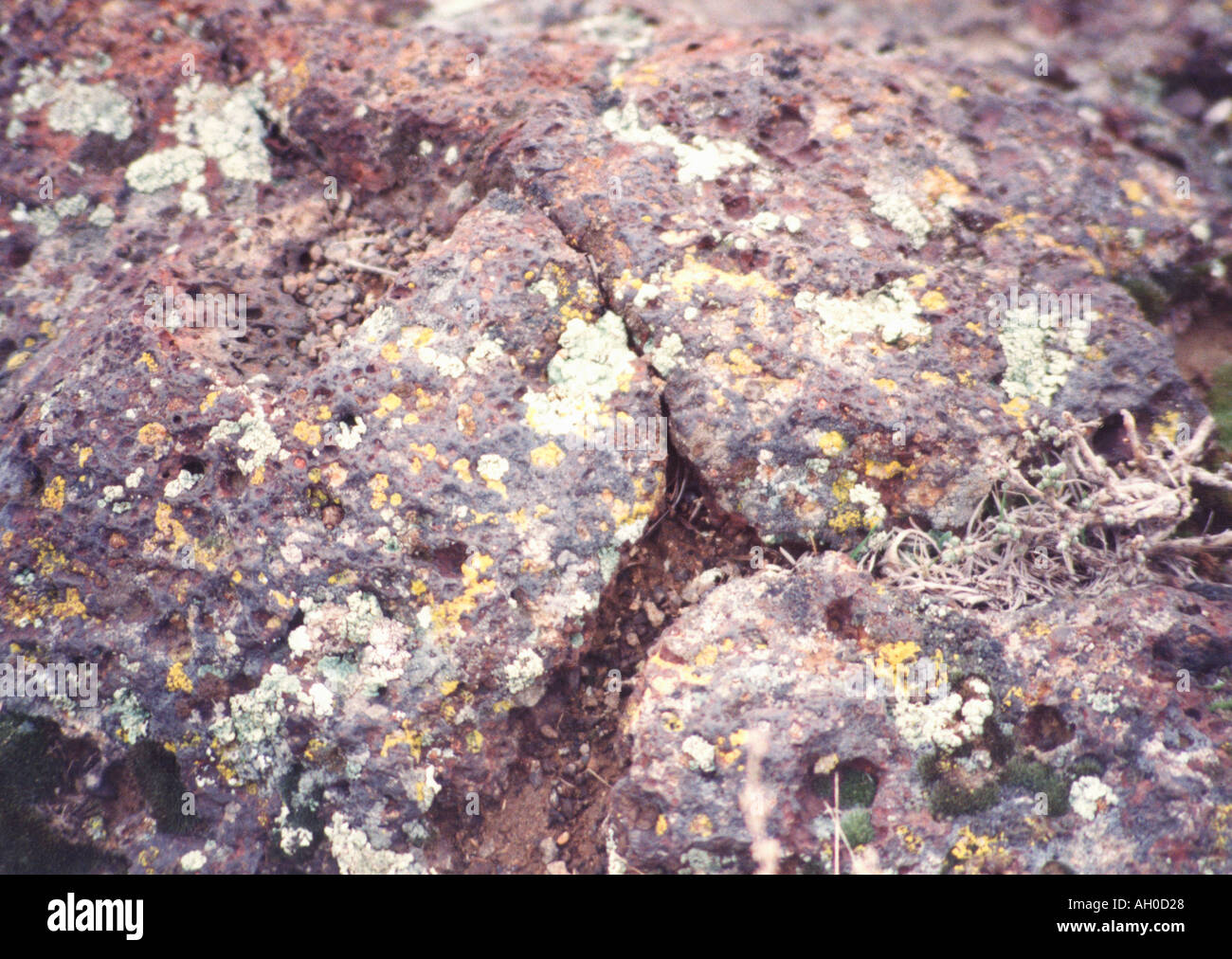 Lichens growth patterns hi-res stock photography and images - Alamy