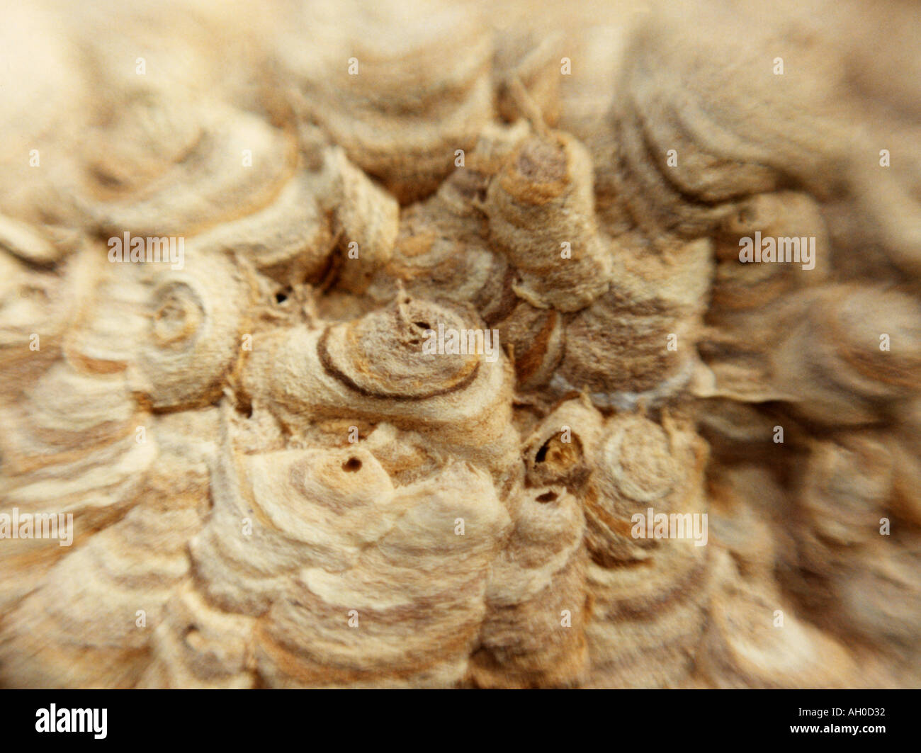 paper wasp nest detail Stock Photo - Alamy