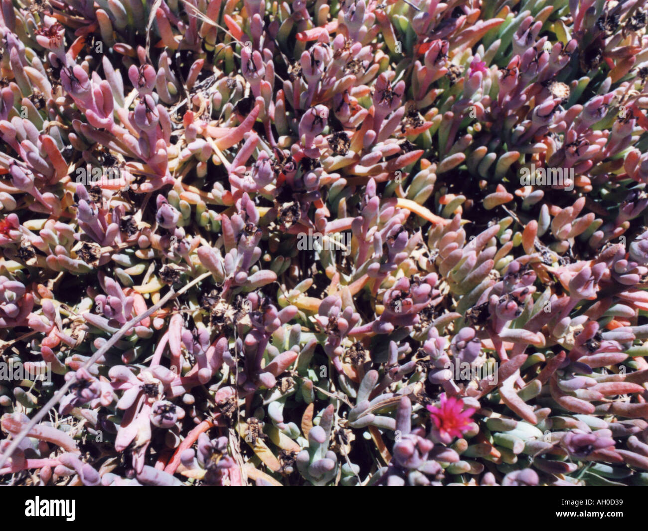 Succulent plant detail from Anacapa Island, Channel Islands National ...