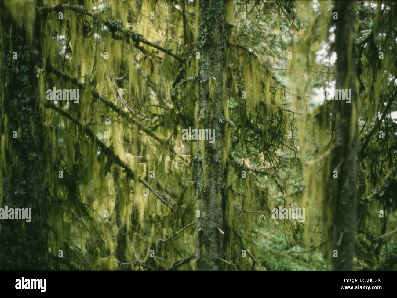 Primal forest primal atmosphere hi-res stock photography and images - Alamy